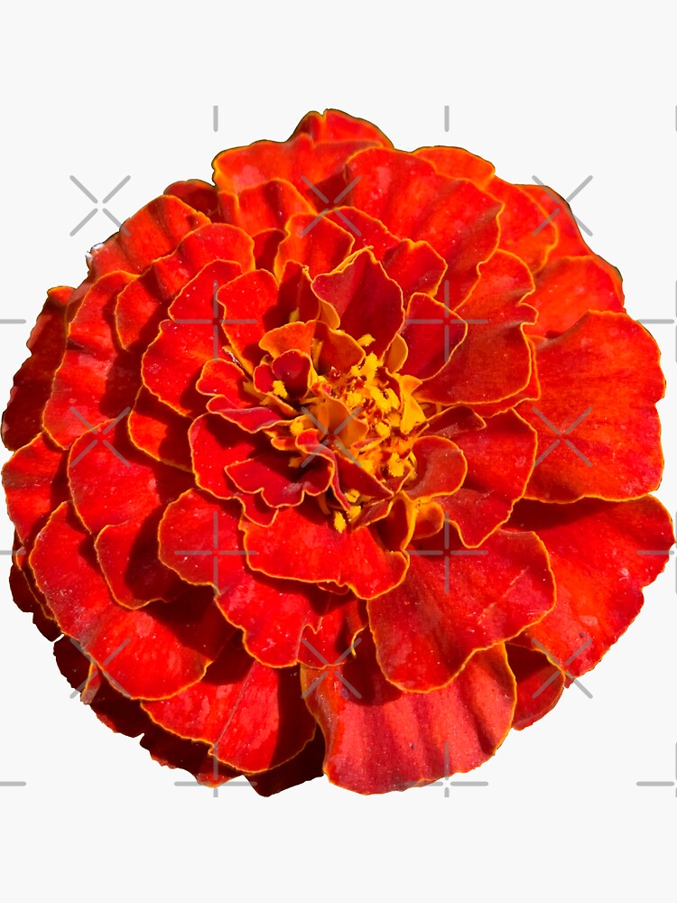 "Genda phool - Red Marigold flower" Sticker for Sale by kreators ...