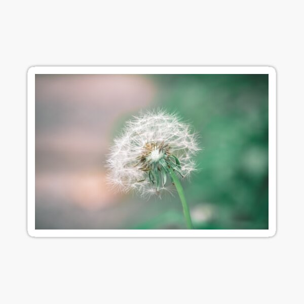 "Dandelion" Sticker for Sale by FocusAfar | Redbubble