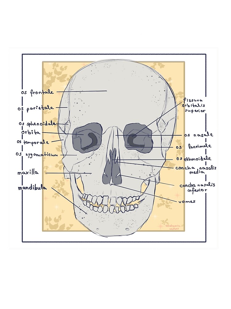 "Skull anatomy latin" Poster by anatomie-aether | Redbubble