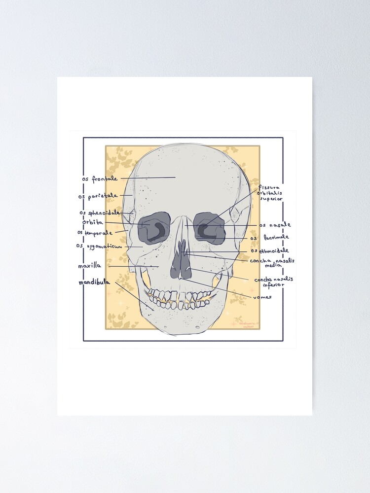 "Skull anatomy latin" Poster by anatomie-aether | Redbubble