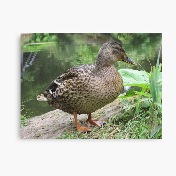 Dappy Canvas Prints | Redbubble