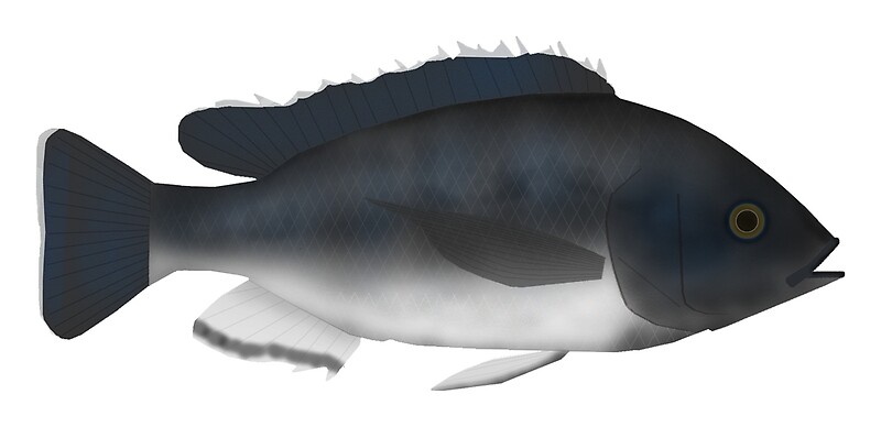 "Karonga tilapia" by fishfolkart | Redbubble