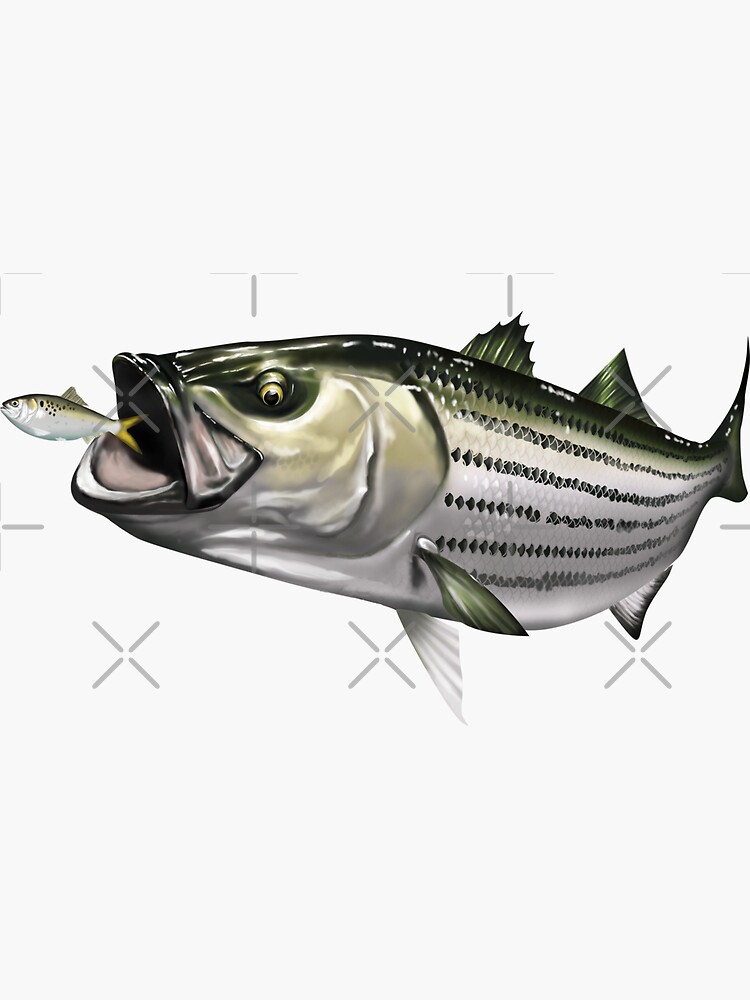 "Striped Bass (Rockfish) Striking a Menhaden" Sticker for Sale by ...