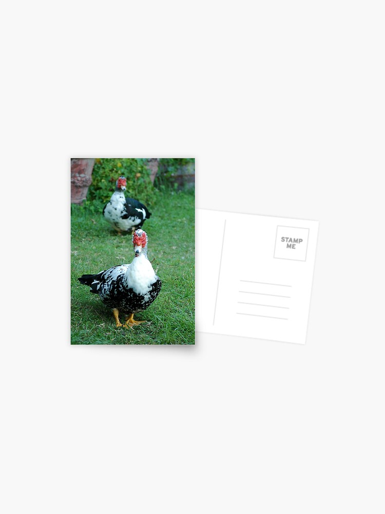 "We are in a row. Now what?" Postcard for Sale by Ben Waggoner | Redbubble