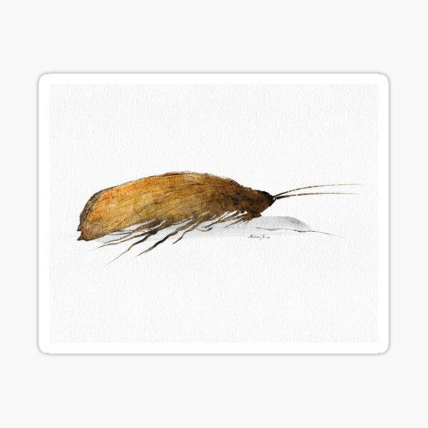 "Caddis " Sticker for Sale by MikaelJenei | Redbubble