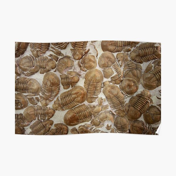 "Trilobites!" Poster for Sale by NACHOPA | Redbubble