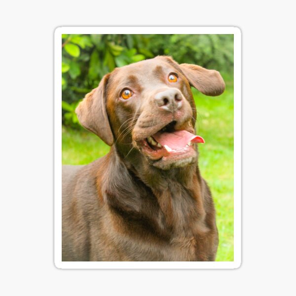 "Chocolate Labrador" Sticker for Sale by abphotography92 | Redbubble