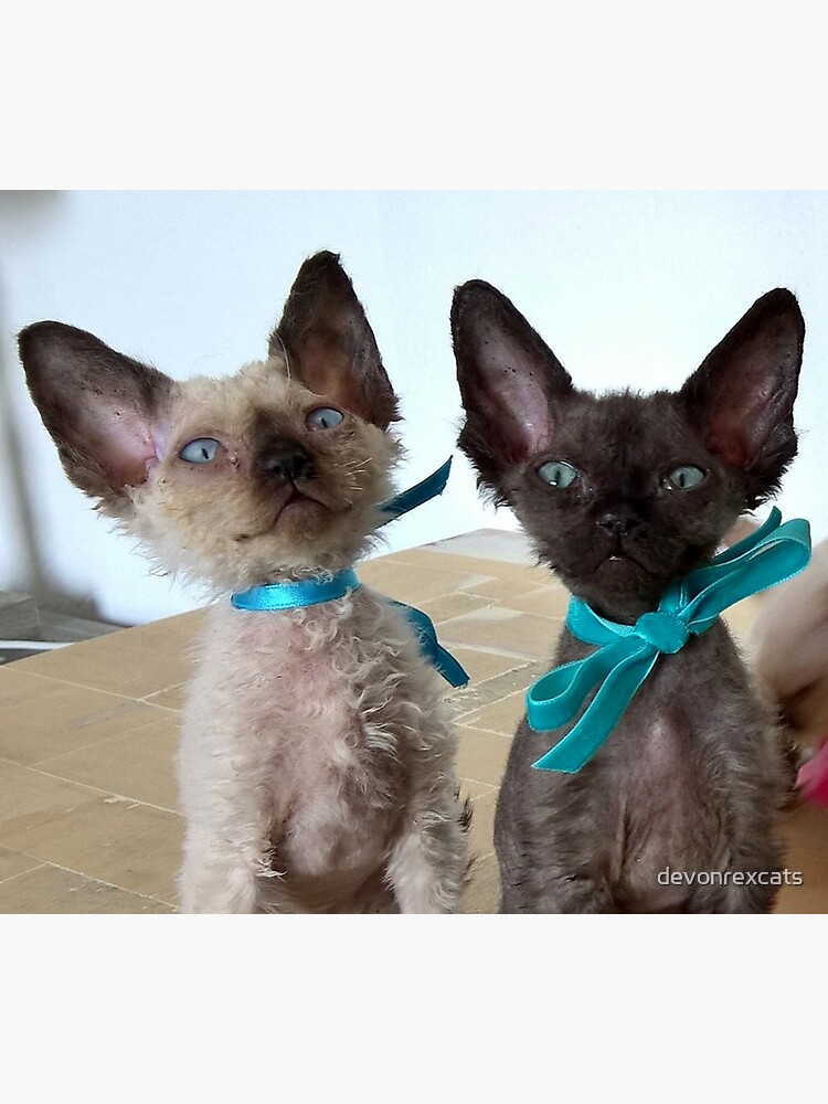 "Devon Rex Cat Kitten 006" Sticker for Sale by devonrexcats | Redbubble