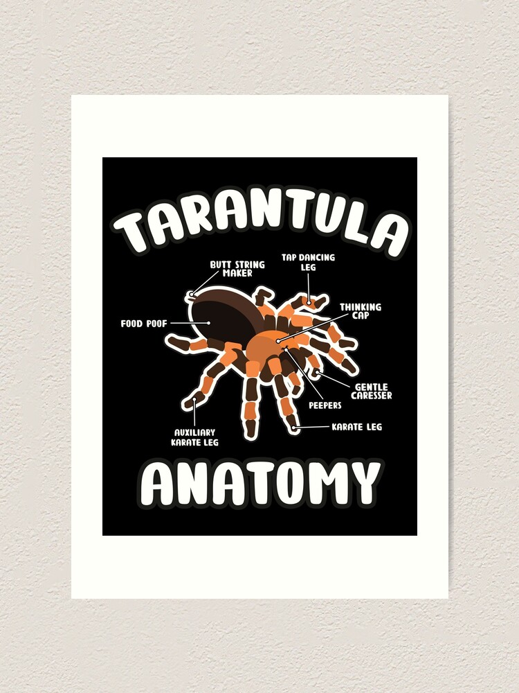 "Tarantula Anatomy B. Hamori Mexican Red Knee Spider Lover" Art Print ...