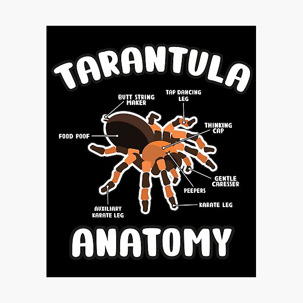 "Tarantula Anatomy B. Hamori Mexican Red Knee Spider Lover ...