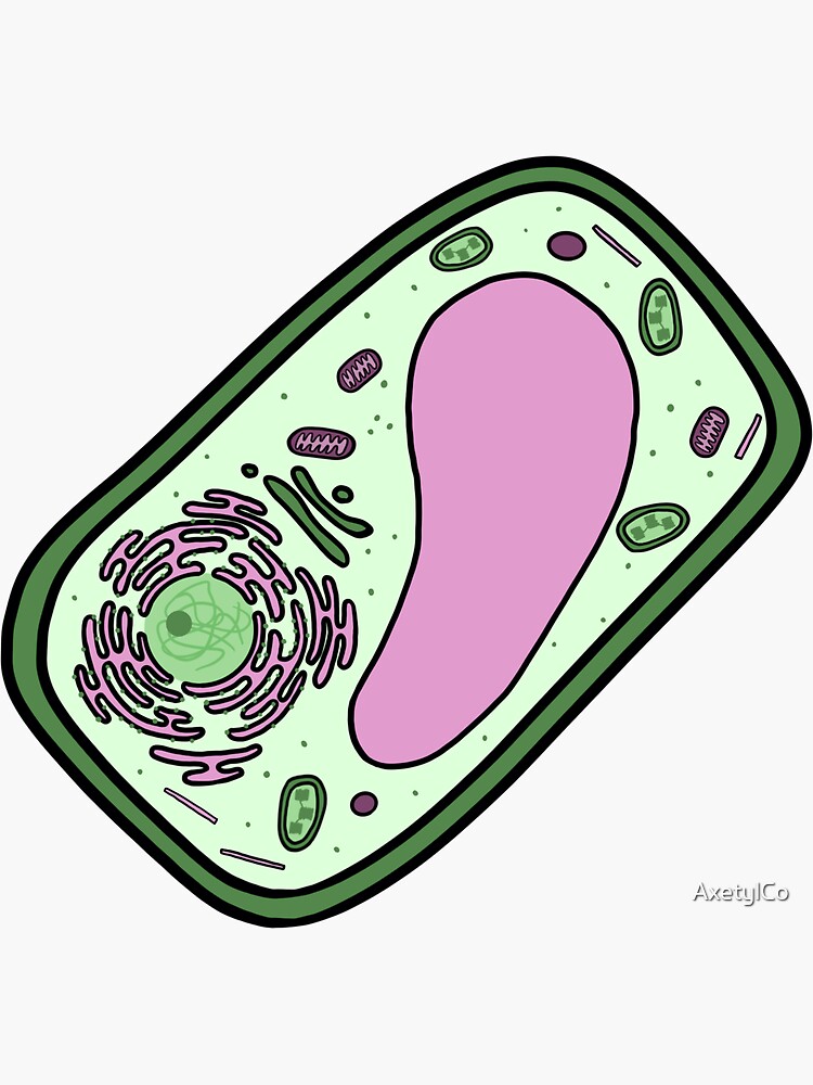 "Plant Cell Cartoon Drawing" Sticker by AxetylCo | Redbubble