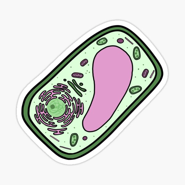 "Plant Cell Cartoon Drawing" Sticker by AxetylCo | Redbubble