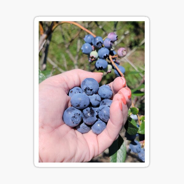 "Just Ripe" Sticker for Sale by MissBizyBody | Redbubble