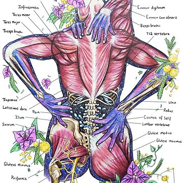 "Chronic Pain Labelled | Back Anatomy | Cosmic Floral Anatomy" Sticker ...