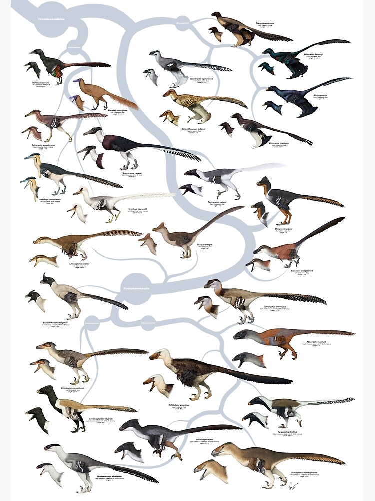 "Dromaeosaurid Dinosaurs (version 1)" Poster for Sale by SerpenIllus ...
