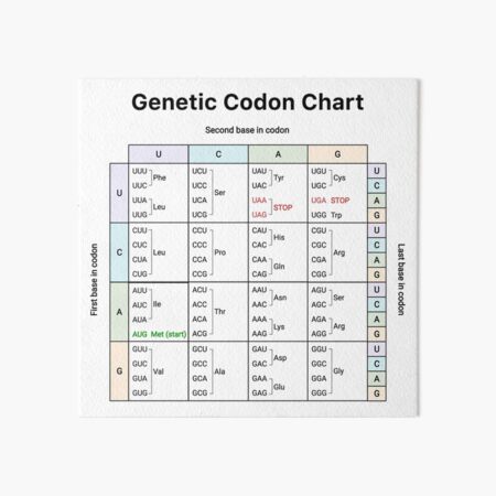 "Genetic Codon Chart" Art Board Print by labstud | Redbubble