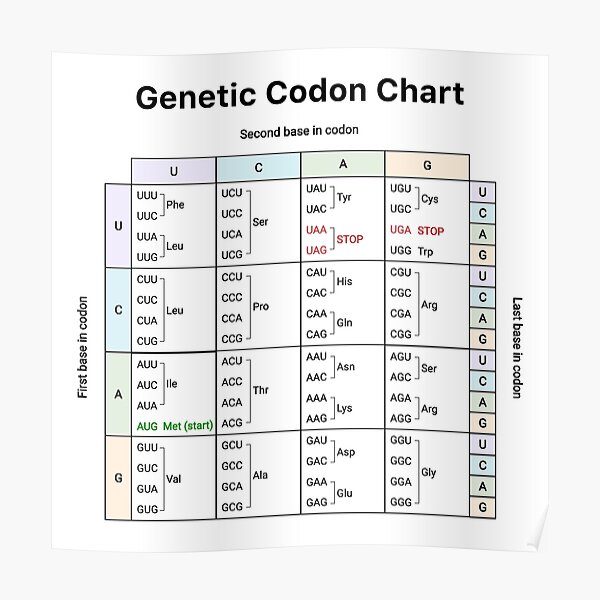 "Genetic Codon Chart" Poster for Sale by labstud | Redbubble