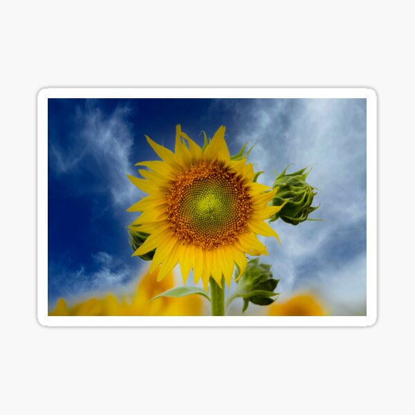 "Sunflower Dreams Part One" Sticker for Sale by lmocimages | Redbubble