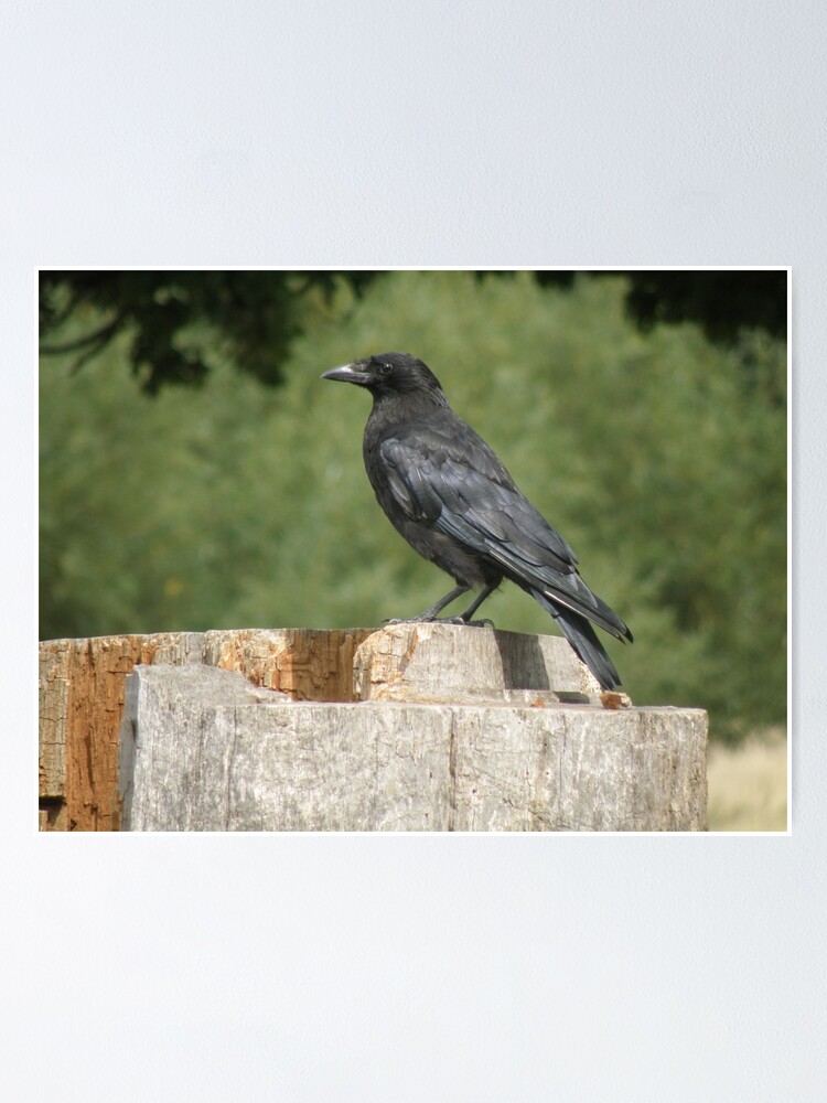 "Crow on a Tree Stump Photograph" Poster by naturegallery | Redbubble