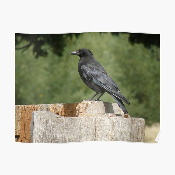 "Crow on a Tree Stump Photograph" Poster by naturegallery | Redbubble