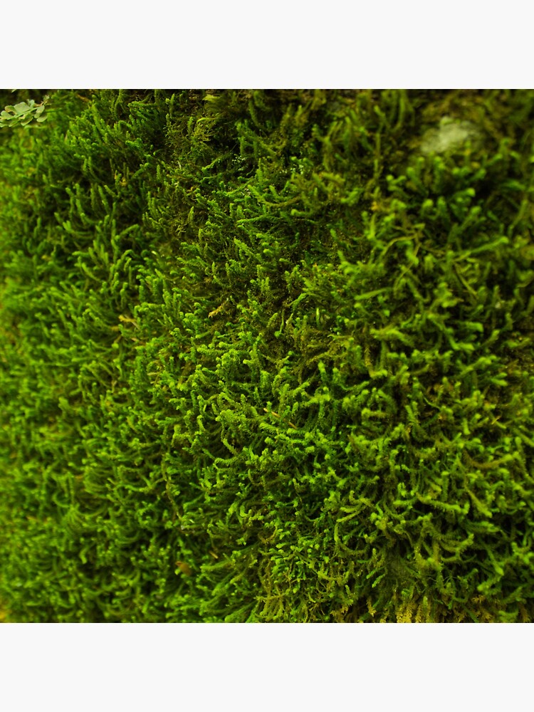 "Moss" Sticker for Sale by WeWINS | Redbubble