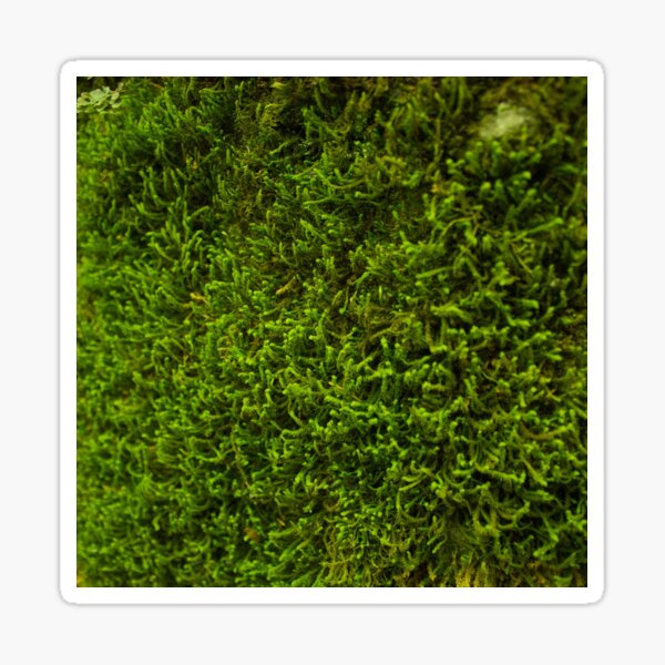 "Moss" Sticker for Sale by WeWINS | Redbubble