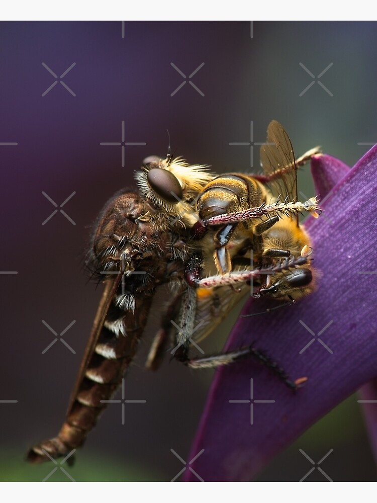 "Robber Fly Preys on Honey Bee" Poster for Sale by Kbytes | Redbubble