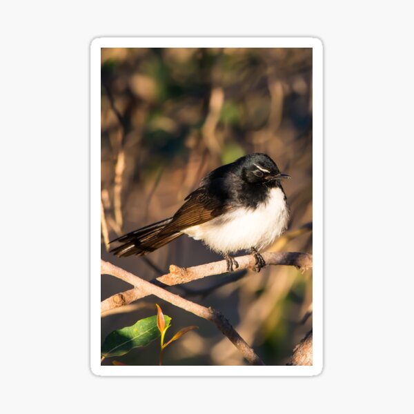 "Cute Birds Willie Wagtail Black Bird" Sticker for Sale by lucky6photos ...