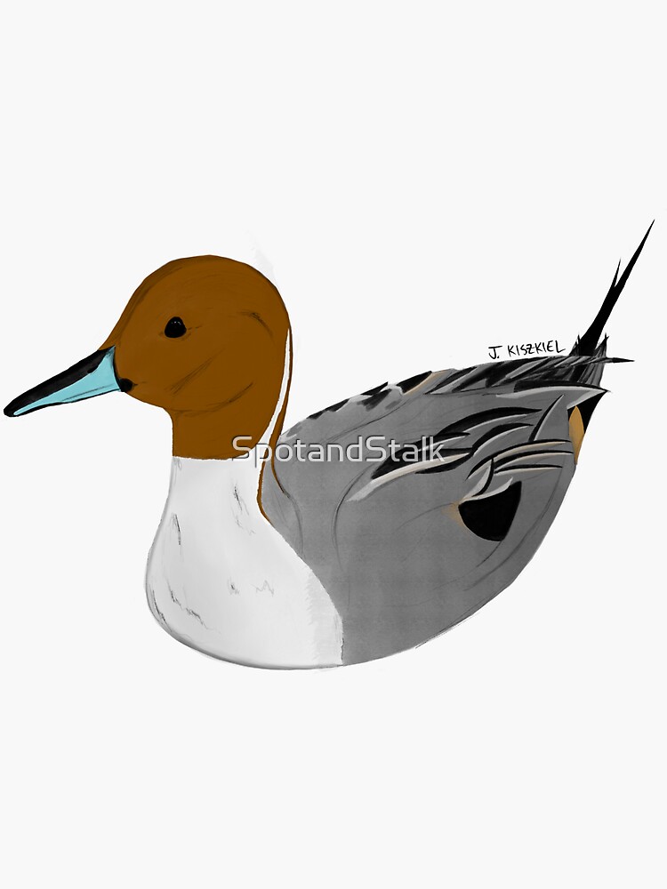 "Pintail Duck" Sticker for Sale by SpotandStalk | Redbubble