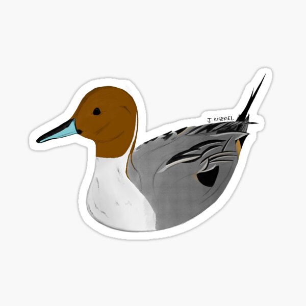 "Pintail Duck" Sticker for Sale by SpotandStalk | Redbubble