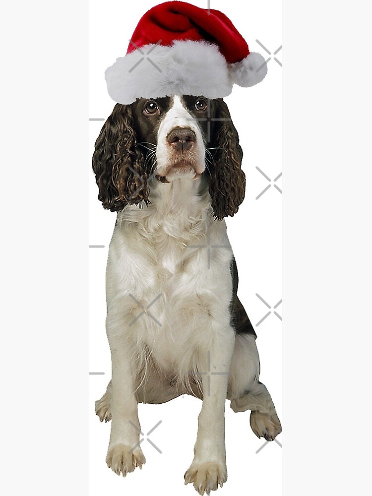 English Springer Spaniel Xmas Cards English Springer Spaniel Christmas