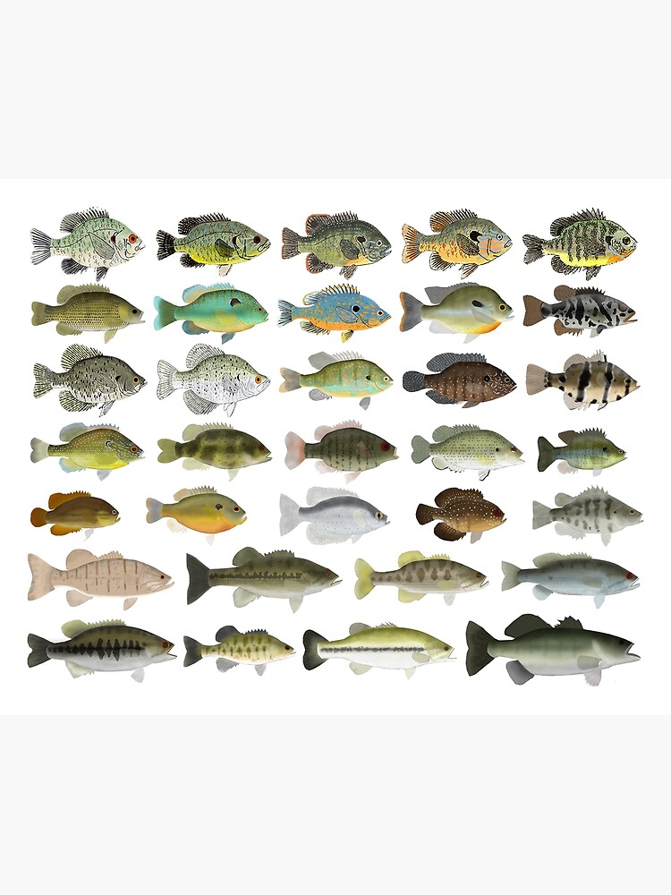 "Sunfish Family" Poster for Sale by fishfolkart | Redbubble