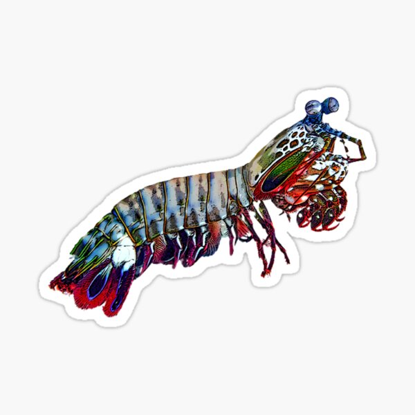 "Mantis Shrimp Color Design " Sticker for Sale by designsasstultd ...