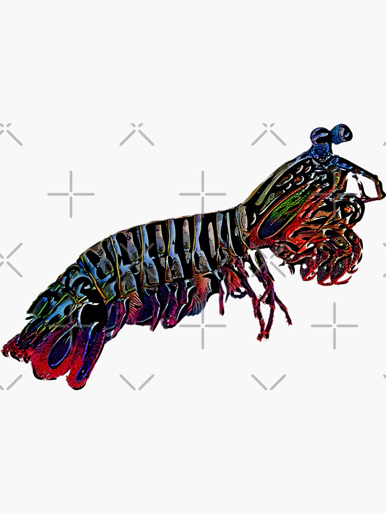 " Mantis Shrimp Black Alternate Design " Sticker for Sale by ...