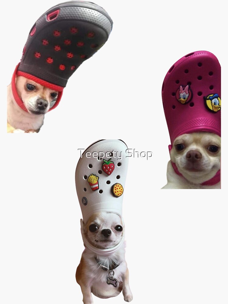 "chihuahua puppies wearing crocs on head" Sticker for Sale by teepety ...