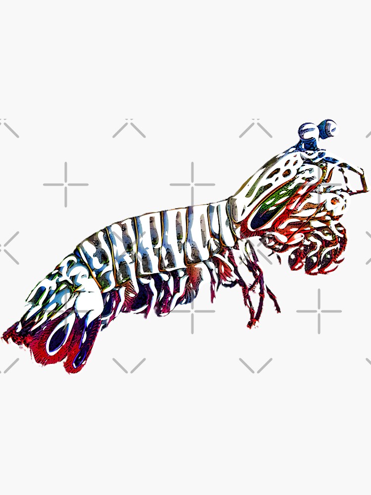 "Mantis Shrimp White Alternate Design " Sticker for Sale by ...