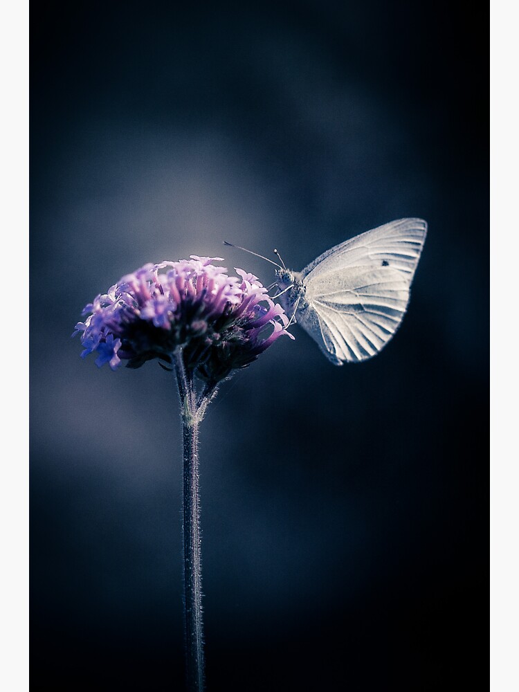 Butterfly Sticker By Allavovk Redbubble