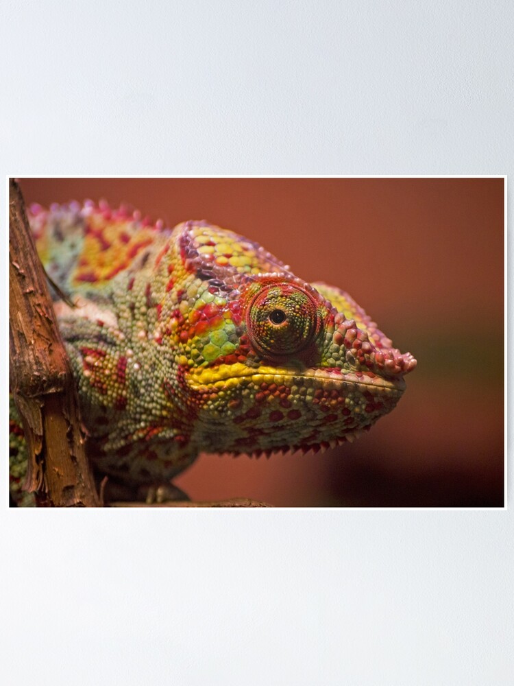 "Colorful Chameleon" Poster for Sale by RafaelLima7 | Redbubble