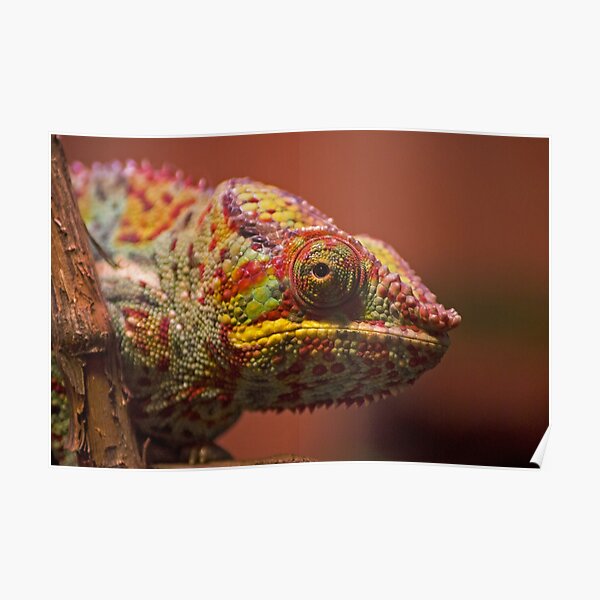 "Colorful Chameleon" Poster for Sale by RafaelLima7 | Redbubble