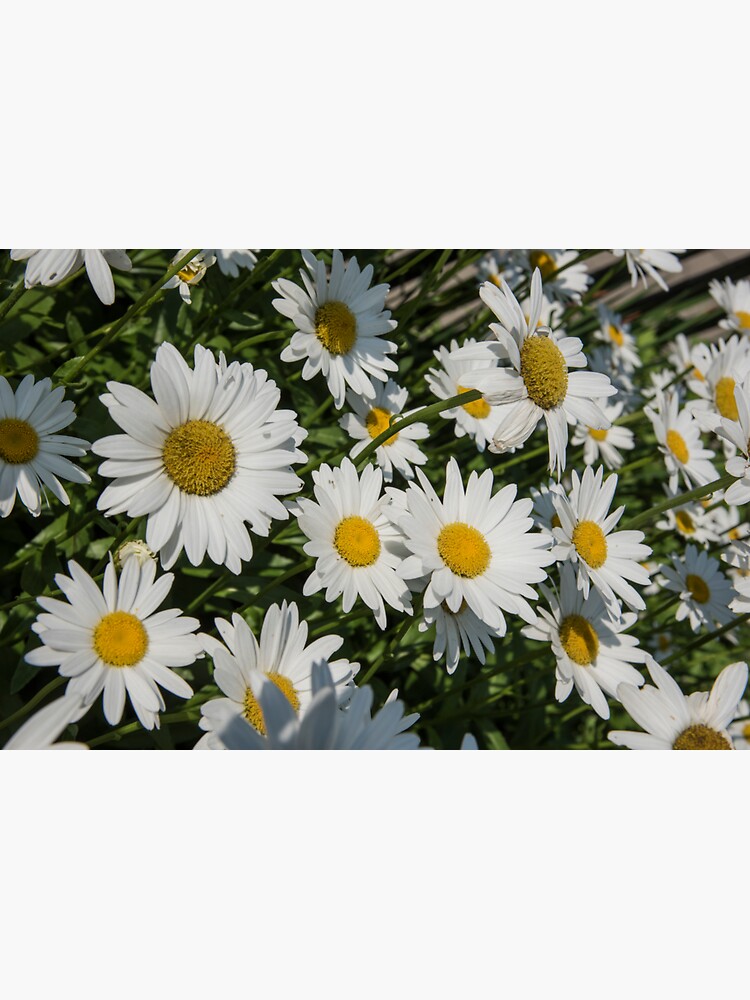 "Crazy Daisies " Sticker for Sale by EagleRockDesign | Redbubble