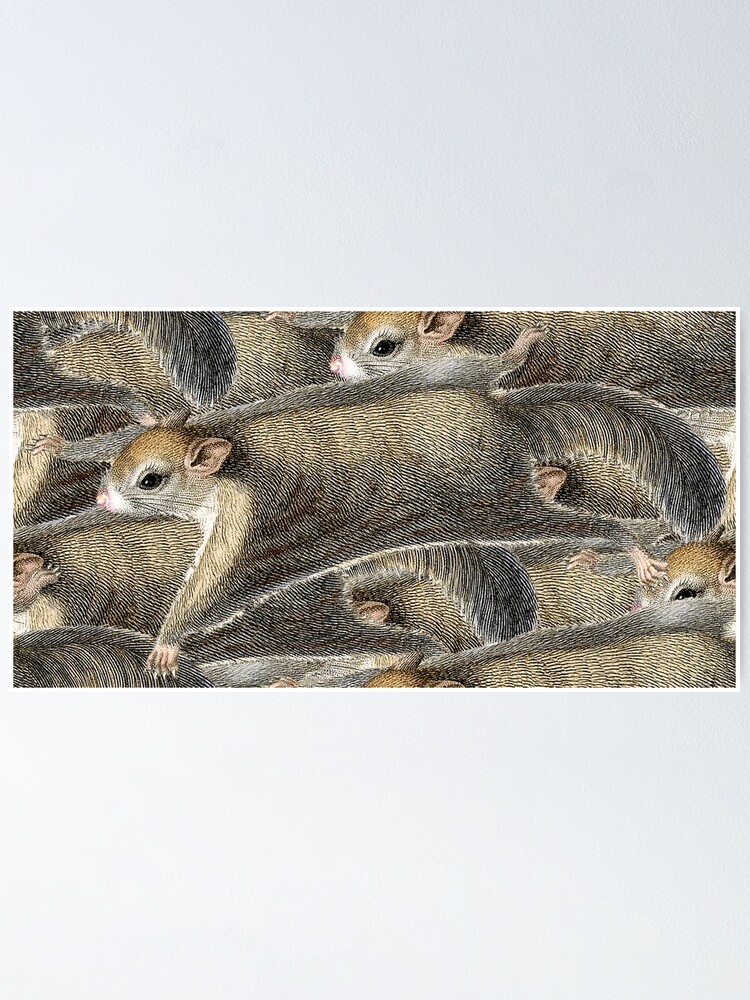 "An Interesting Pattern Of Flying Squirrels" Poster for Sale by ...