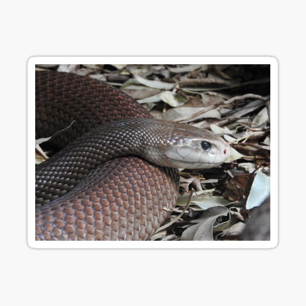 "Coastal Taipan" Sticker for Sale by kirstybush | Redbubble