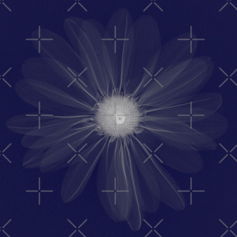 "Large daisy X-ray " by Paul Sloper | Redbubble
