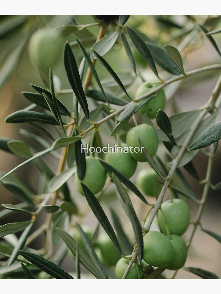 "Olive tree" Sticker for Sale by Hoochinator | Redbubble