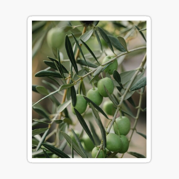 "Olive tree" Sticker for Sale by Hoochinator | Redbubble