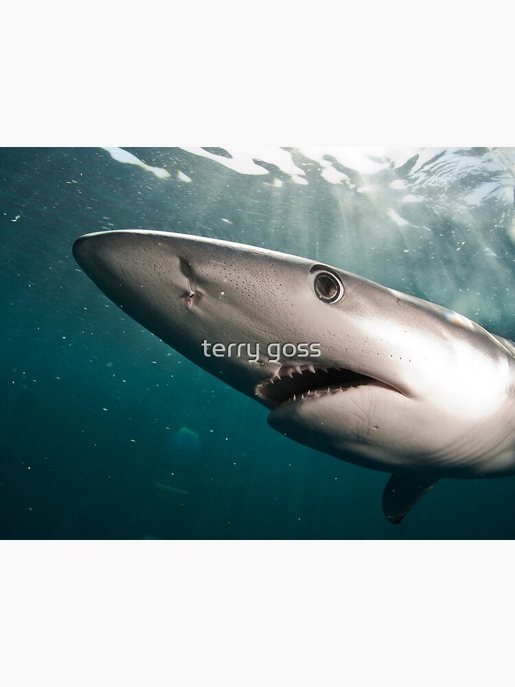 "Don't Be So Dramatic" Poster by pterantula | Redbubble