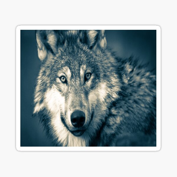 "Wolf Face" Sticker for Sale by Megamom | Redbubble