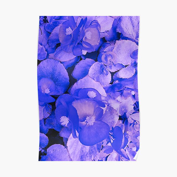 "Purple Flowers" Poster by Moonlight-Stop | Redbubble