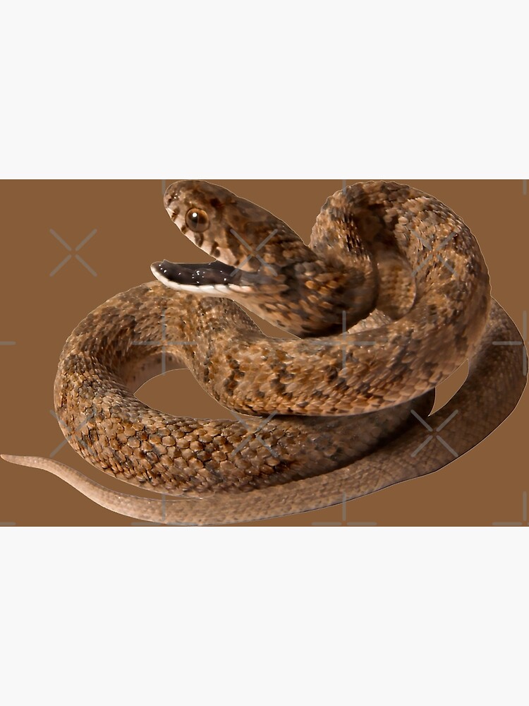 "A Toothless Snake Wants To Bite" Poster by Phantasmal-2-do | Redbubble