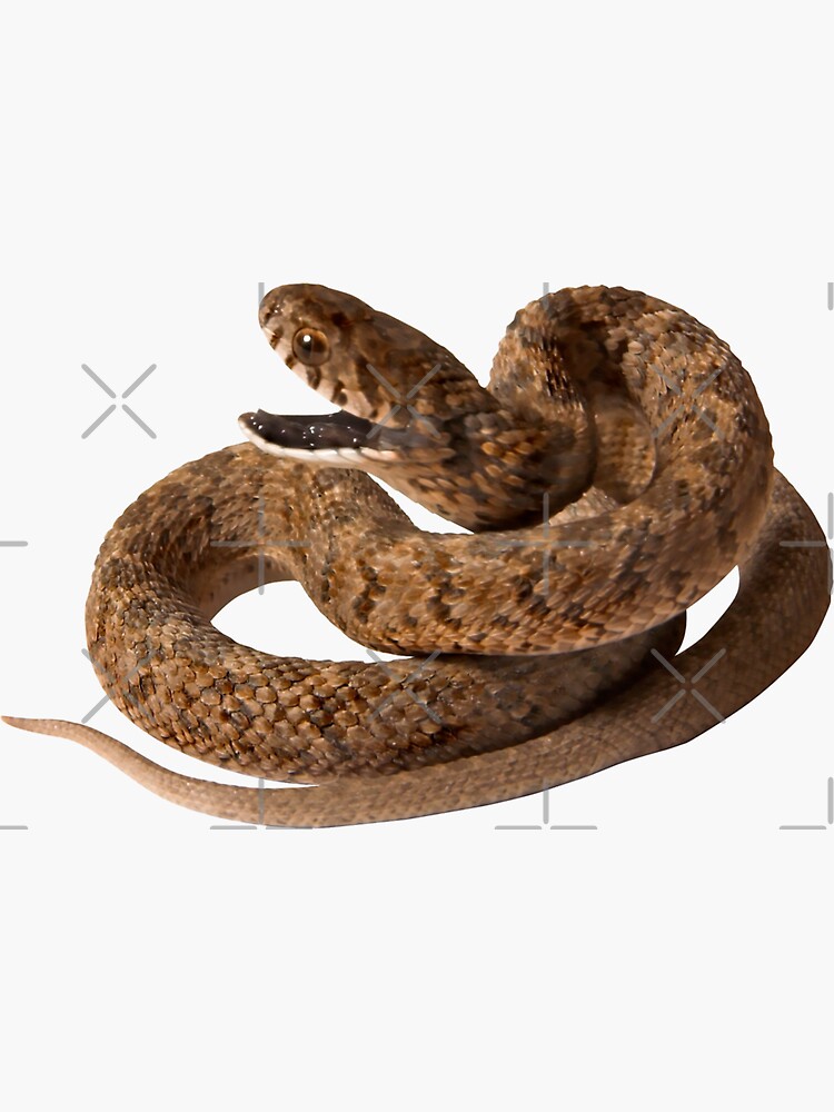 "A Toothless Snake Wants To Bite" Sticker for Sale by Phantasmal-2-do ...